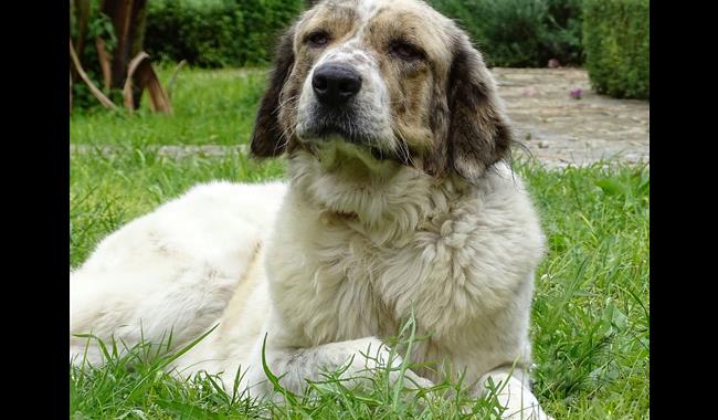 AmigoGalgo - Adopta un galgo