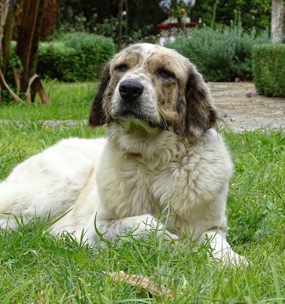 AmigoGalgo - Adopta un galgo