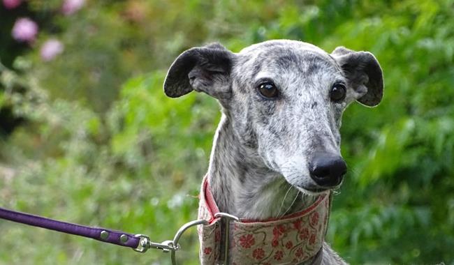 AmigoGalgo - Adopta un galgo